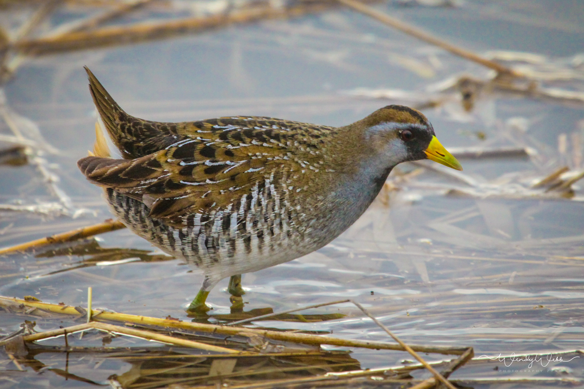 Sora #180 new bird! | Wendy's photography of birds and wildlife
