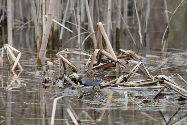 Sora Rail | Wendy's photography of birds and wildlife